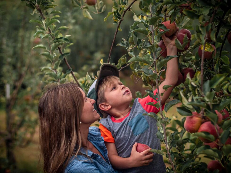 Apple U-Pick - Mercier Orchards