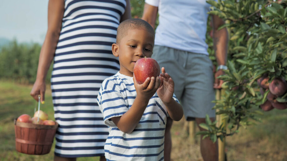 U-Pick - Mercier Orchards