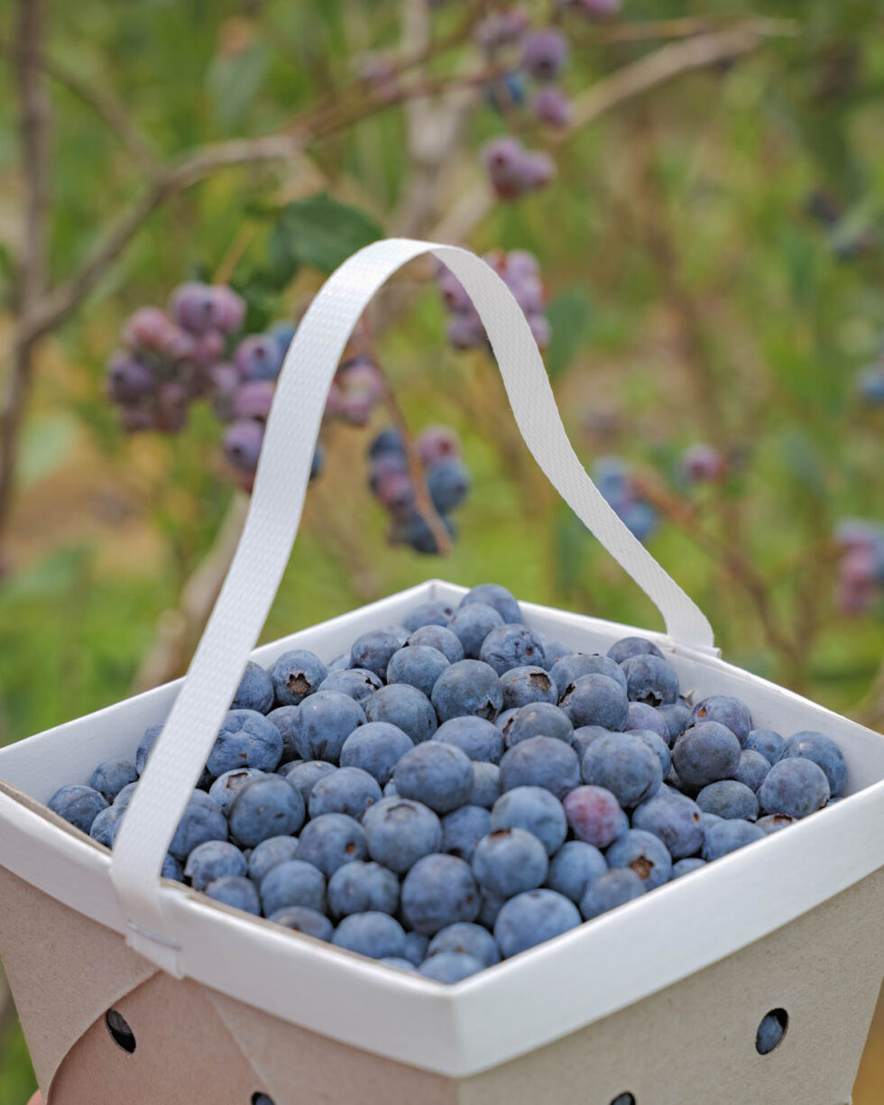 Blueberry U-Pick - Mercier Orchards